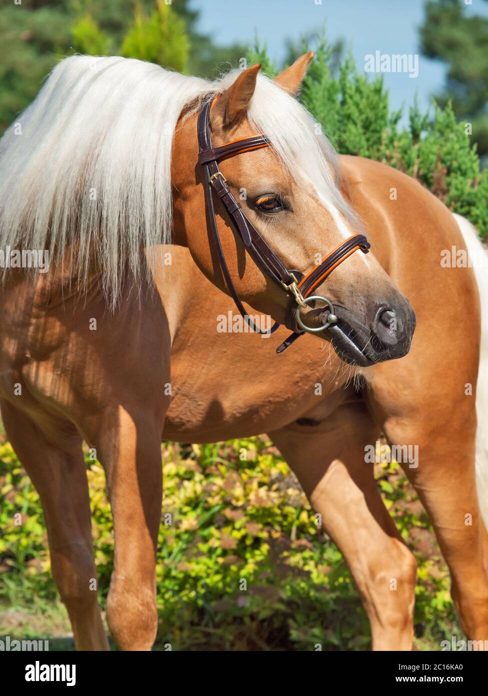 portrait of palomino welsh pony Stock Photo - Alamy