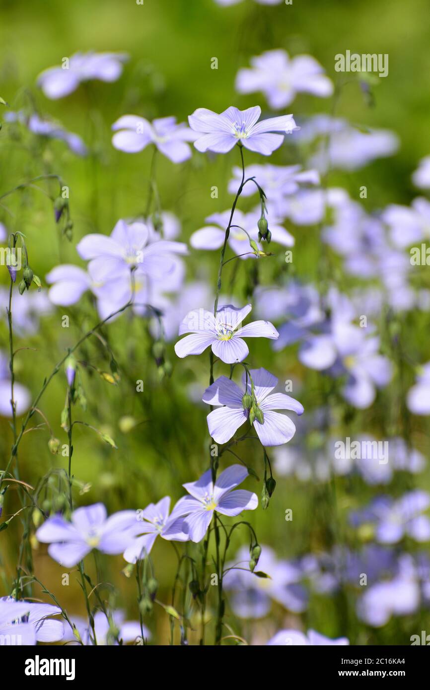 Len flower hi-res stock photography and images - Alamy