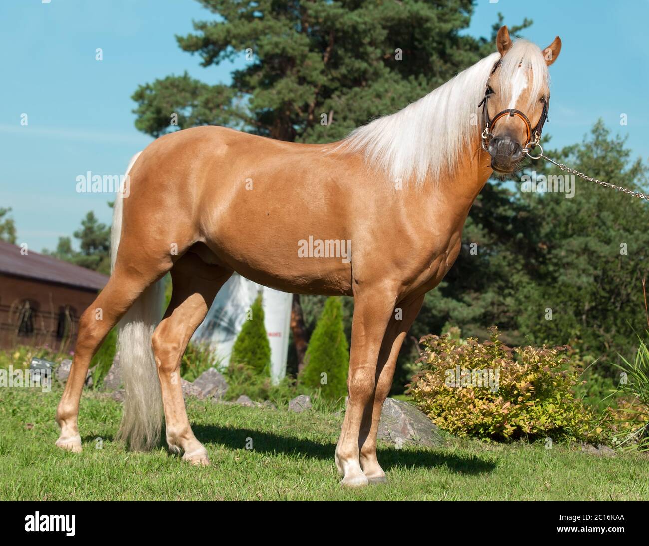 Palomino welsh pony stallion hi-res stock photography and images - Alamy