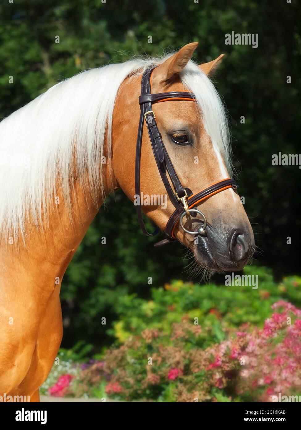 Welsh equestrian hi-res stock photography and images - Alamy