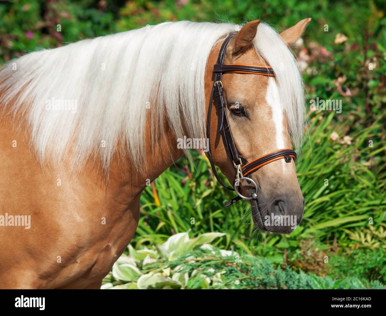 portrait of palomino welsh pony Stock Photo - Alamy