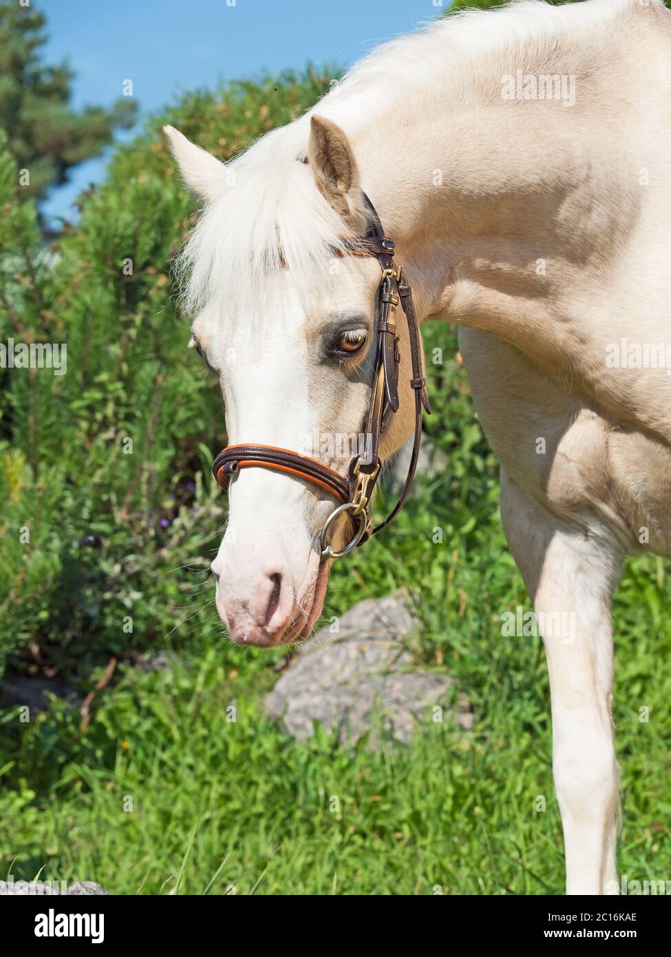 Pony cremello hi-res stock photography and images - Alamy