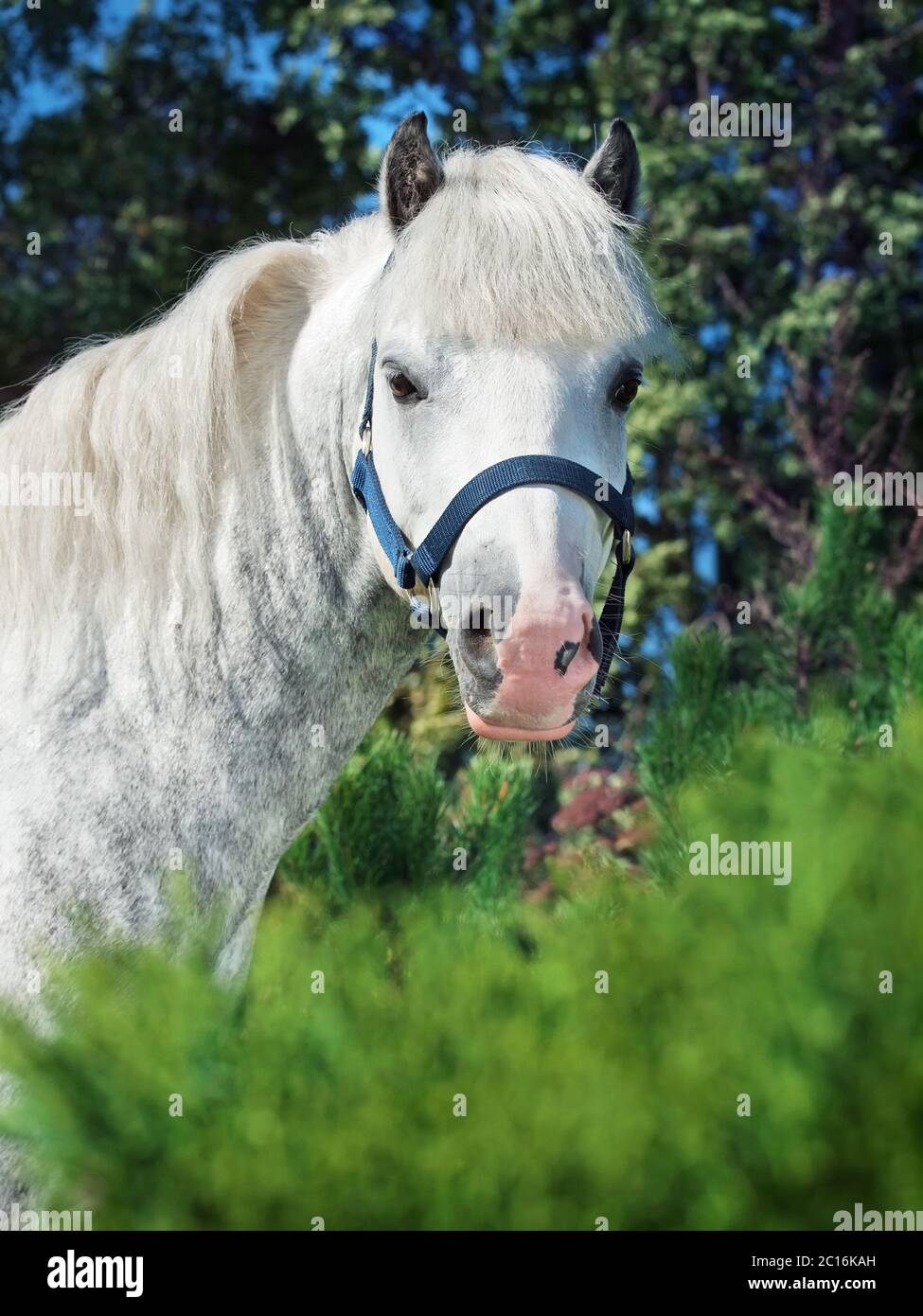 portrait of gray welsh pony Stock Photo - Alamy