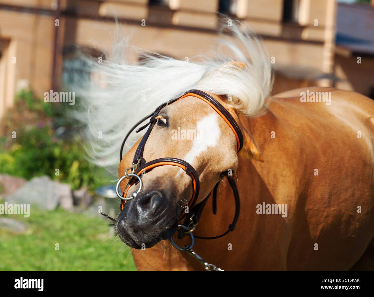 Funny pony hi-res stock photography and images - Alamy