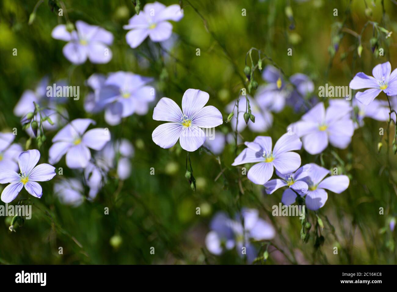 Linum Sp High Resolution Stock Photography and Images - Alamy