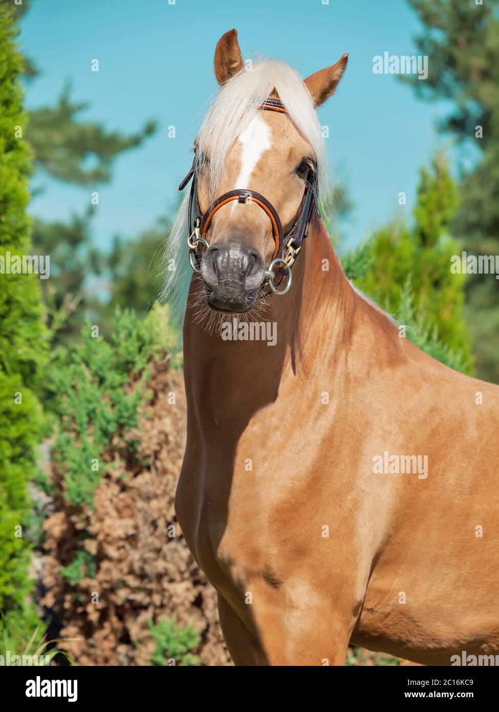 Palomino welsh pony stallion hi-res stock photography and images - Alamy
