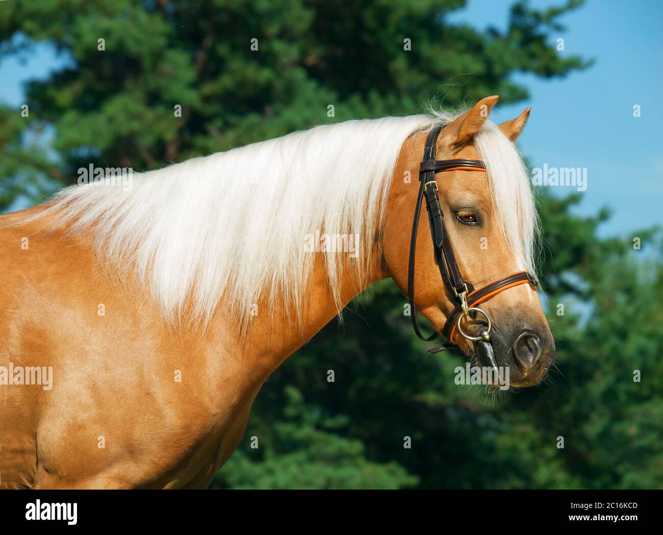 Palomino welsh pony stallion hi-res stock photography and images - Alamy