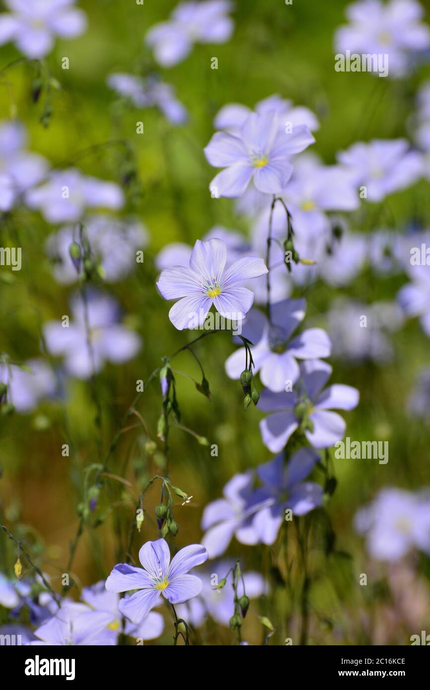 Linum sp hi-res stock photography and images - Alamy