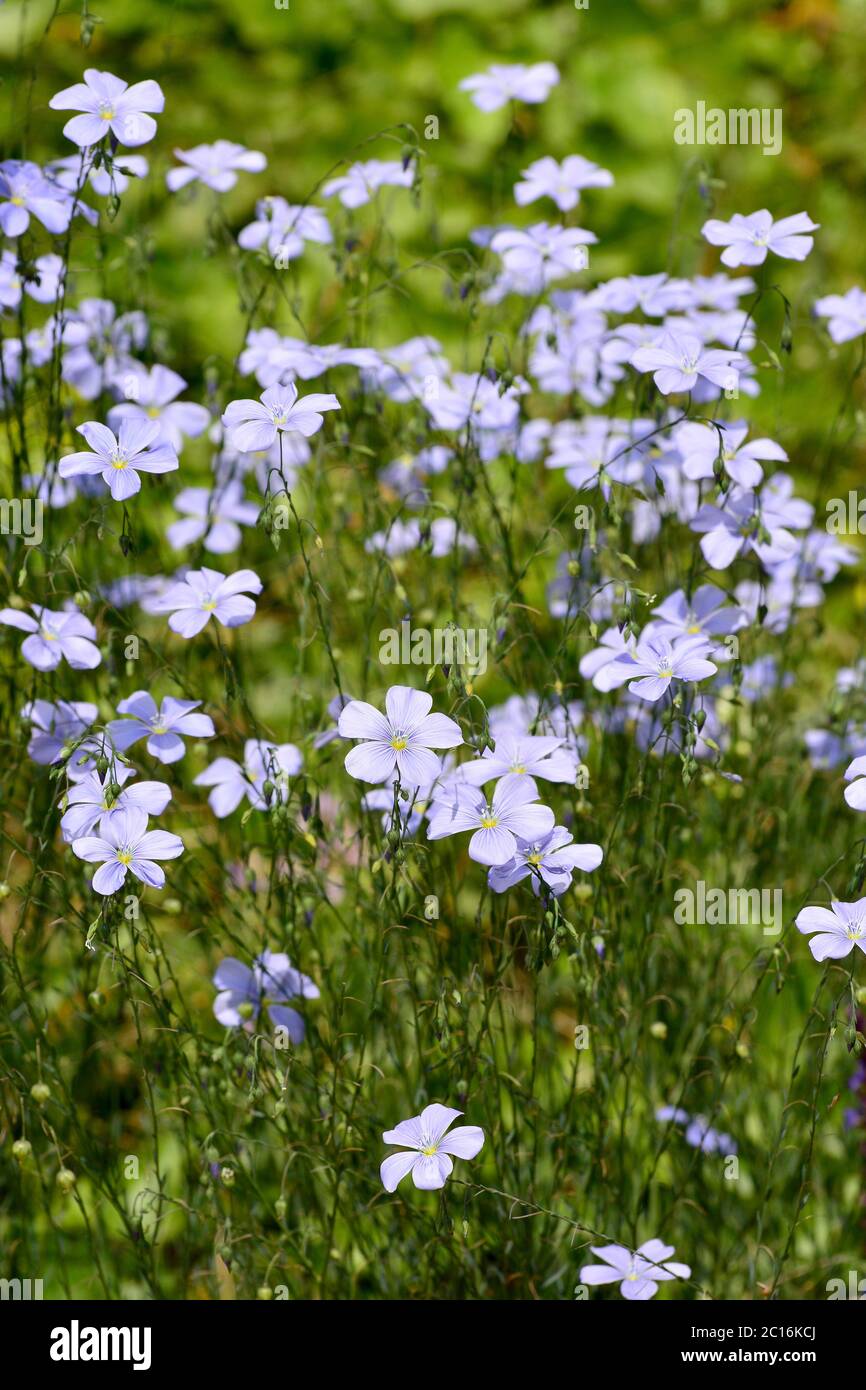 Sp len hi-res stock photography and images - Alamy