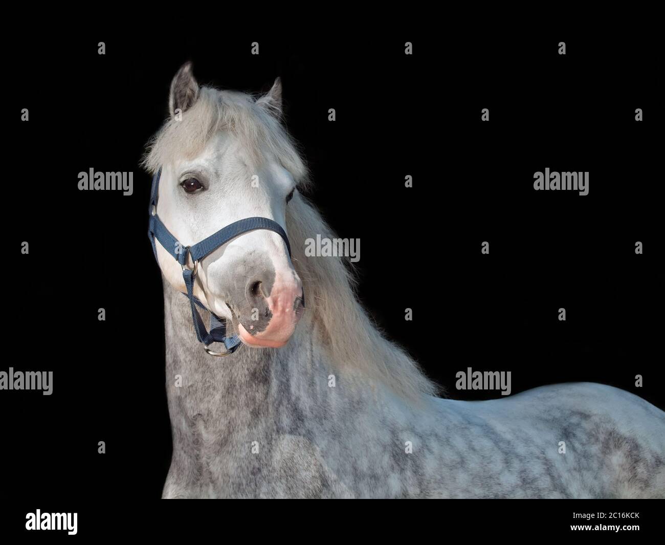 portrait of gray welsh pony at black background Stock Photo - Alamy