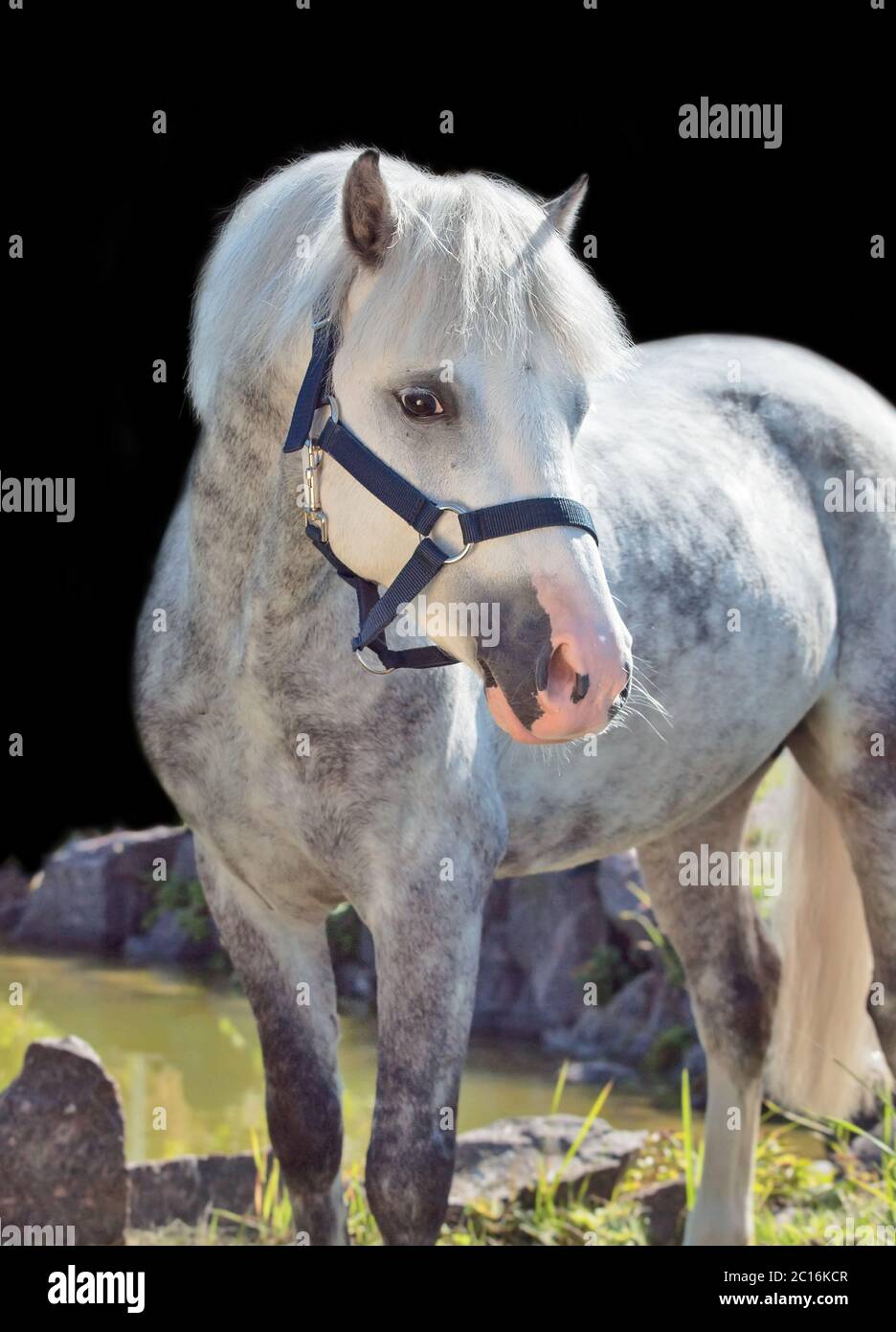 portrait of gray welsh pony Stock Photo - Alamy