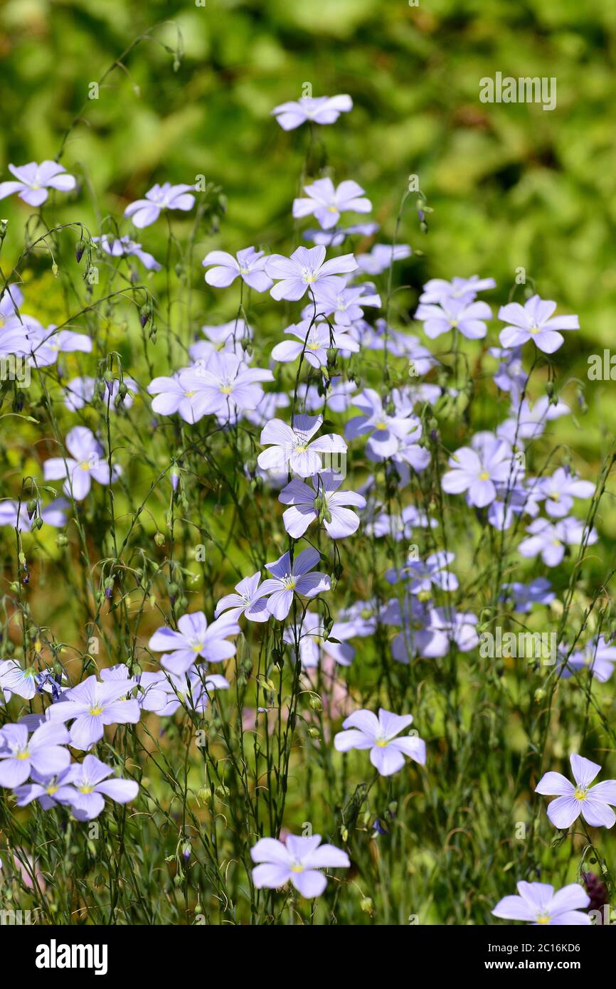 Len flower hi-res stock photography and images - Alamy