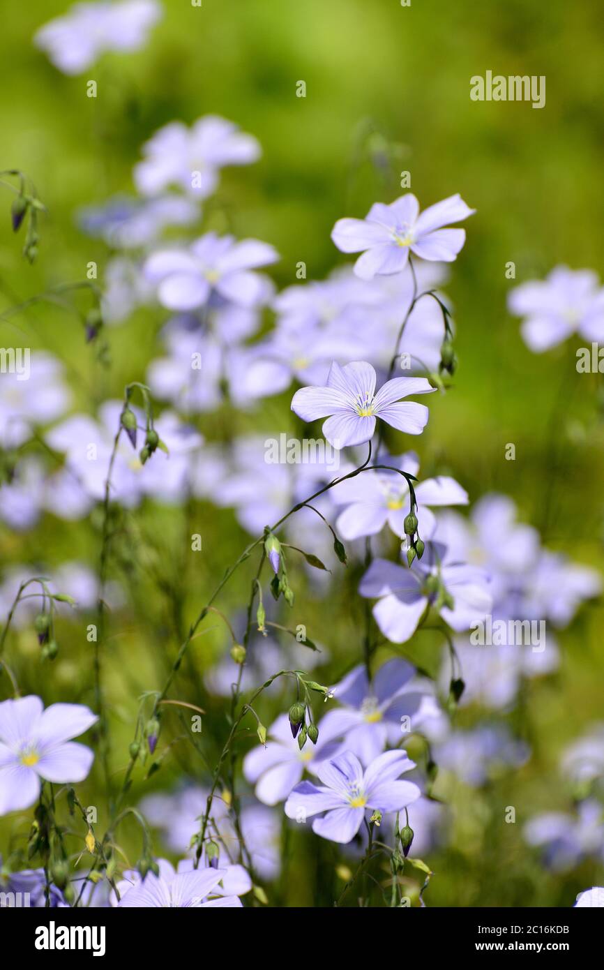 Linum sp hi-res stock photography and images - Alamy