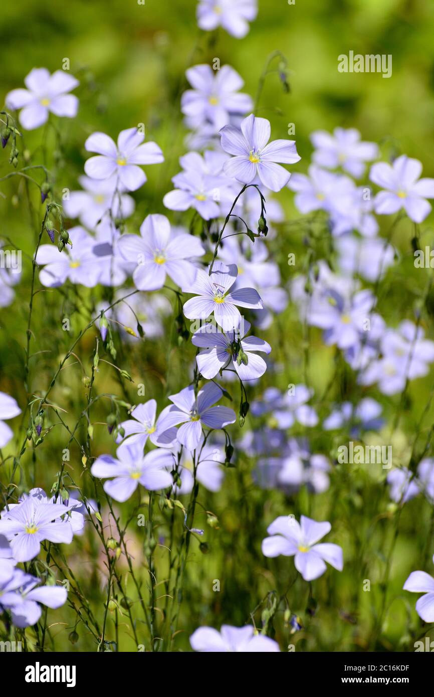 Linum Sp High Resolution Stock Photography and Images - Alamy