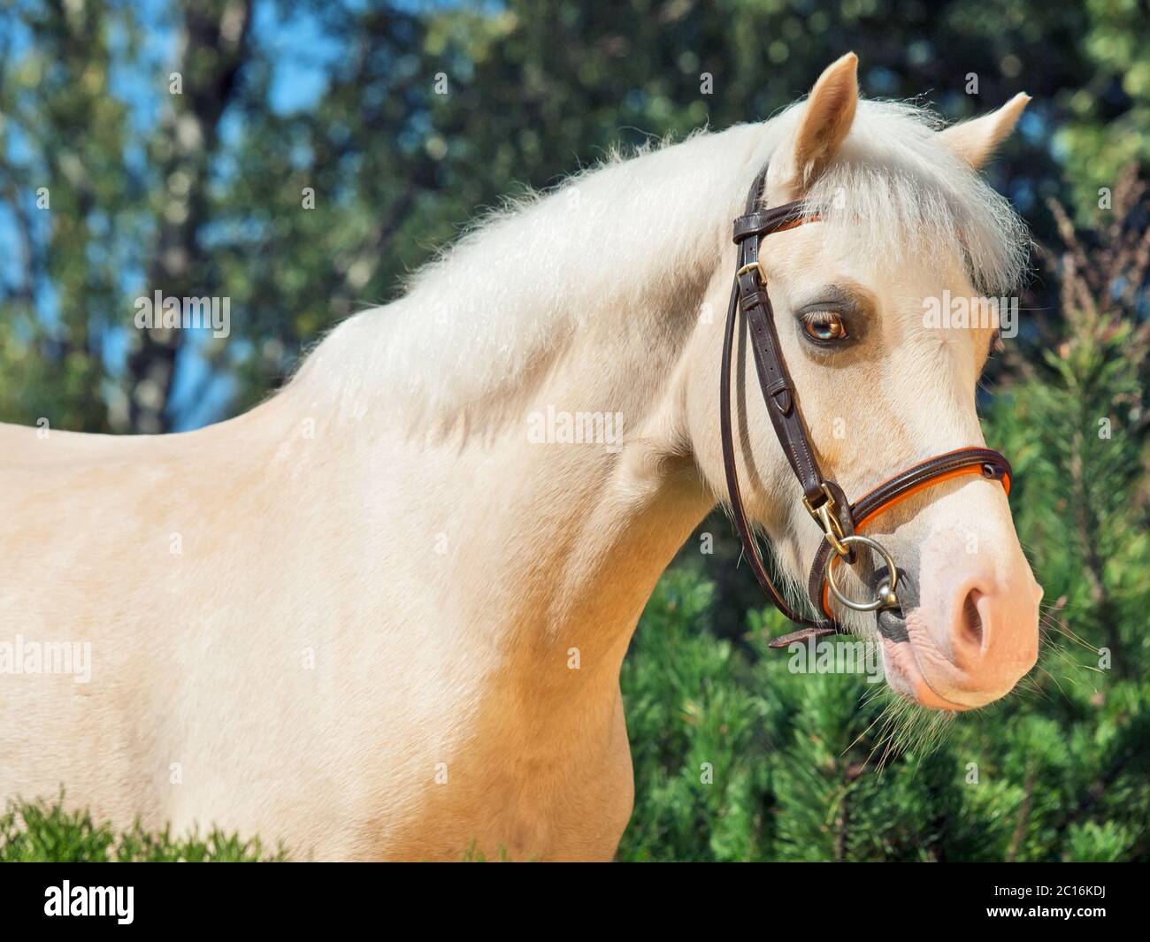 portrait of cream welsh pony Stock Photo - Alamy