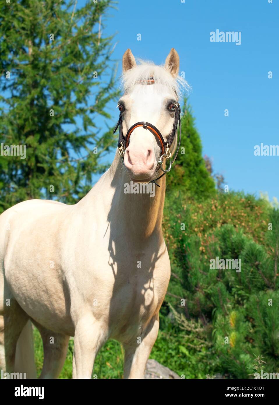 Pony cremello hi-res stock photography and images - Alamy