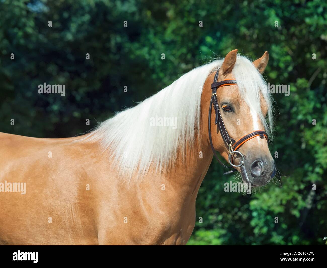 portrait of beautiful palomino welsh pony Stock Photo - Alamy
