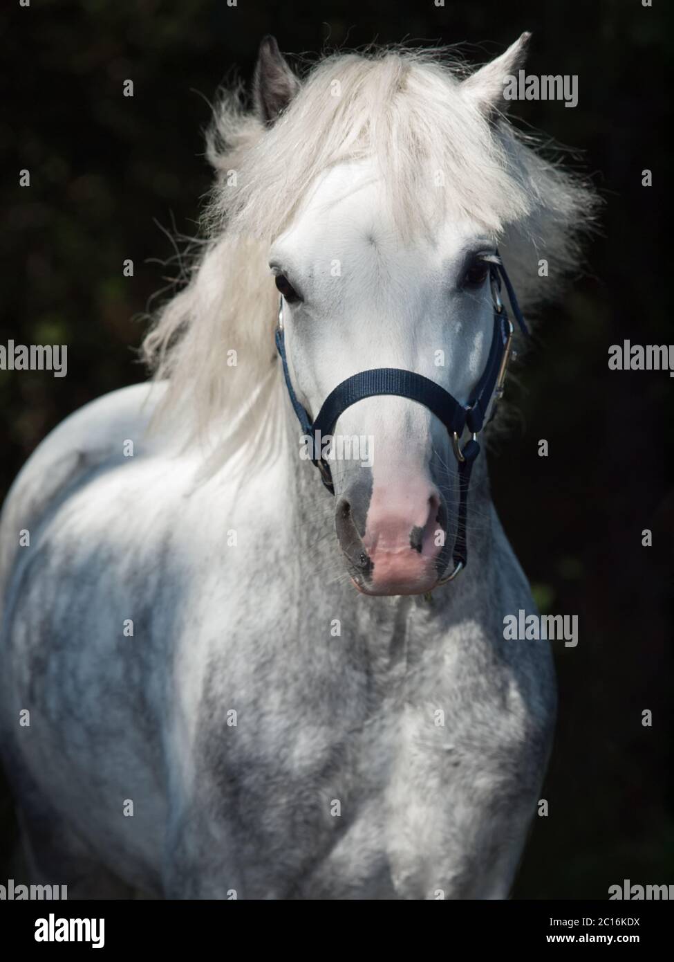 portrait of running gray welsh pony at dark background Stock Photo - Alamy