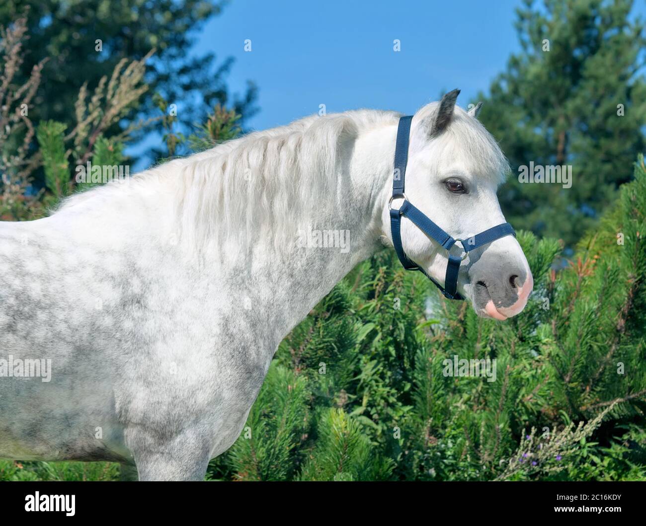 portrait of gray welsh pony Stock Photo - Alamy
