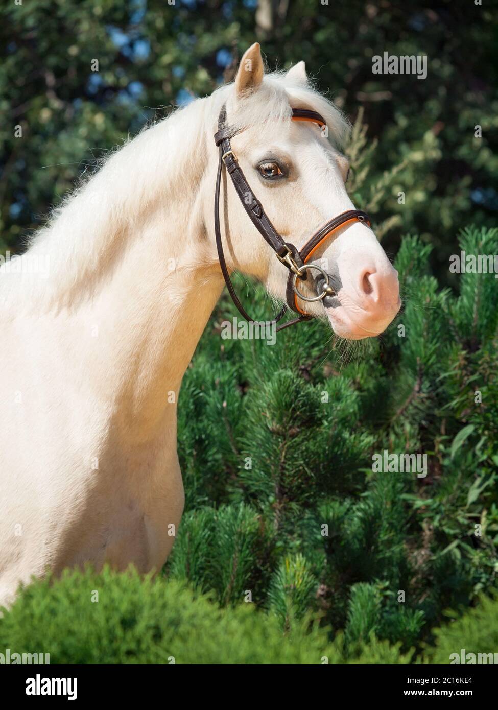 portrait of cream welsh pony Stock Photo - Alamy