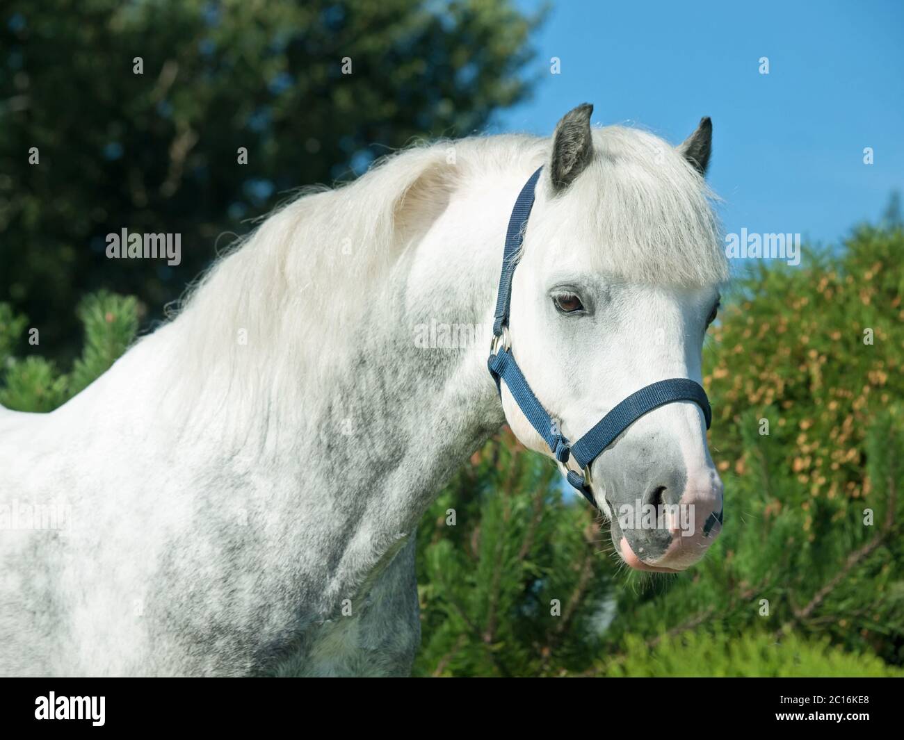 portrait of gray welsh pony Stock Photo - Alamy