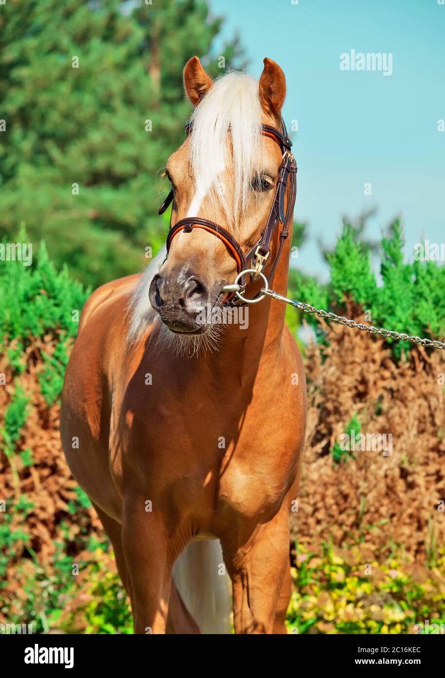 palomino welsh pony Stock Photo - Alamy