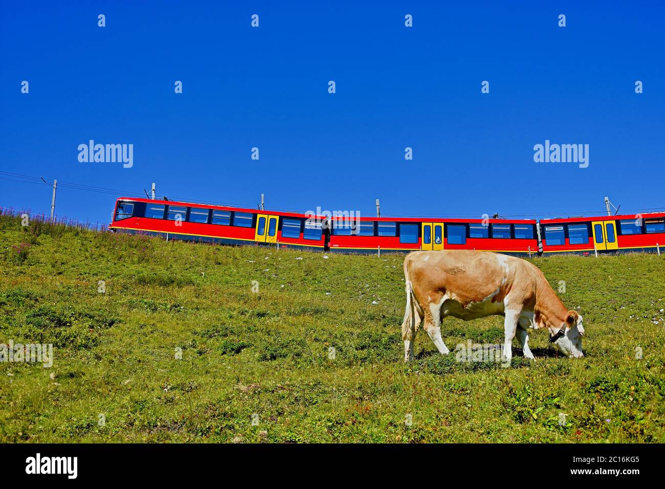 Beautiful scenery with cows on the meadow and cogwheel red train of the ...