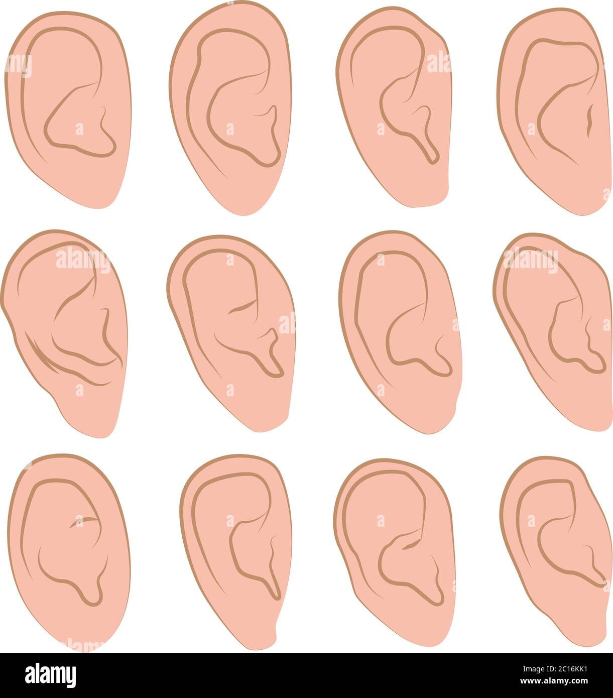 External organ organs Stock Vector Images - Alamy