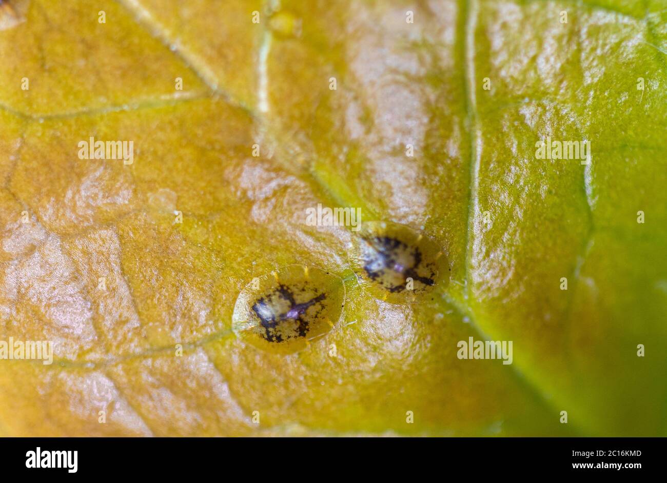 Scale insect infestation on leaves hi-res stock photography and images ...