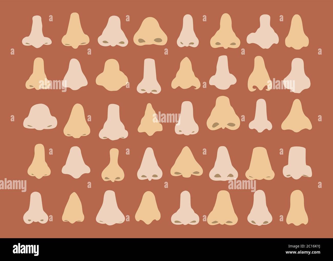 Different Human Nose Shapes Different Human Nose Shapes