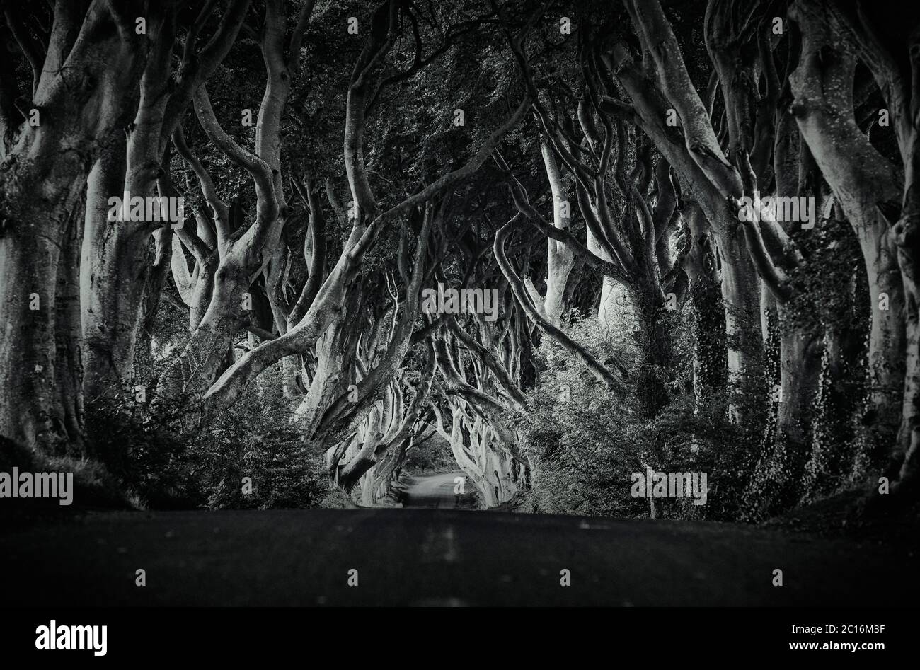 The Dark Hedges in County Antrim, Northern Ireland, a location for TV ...