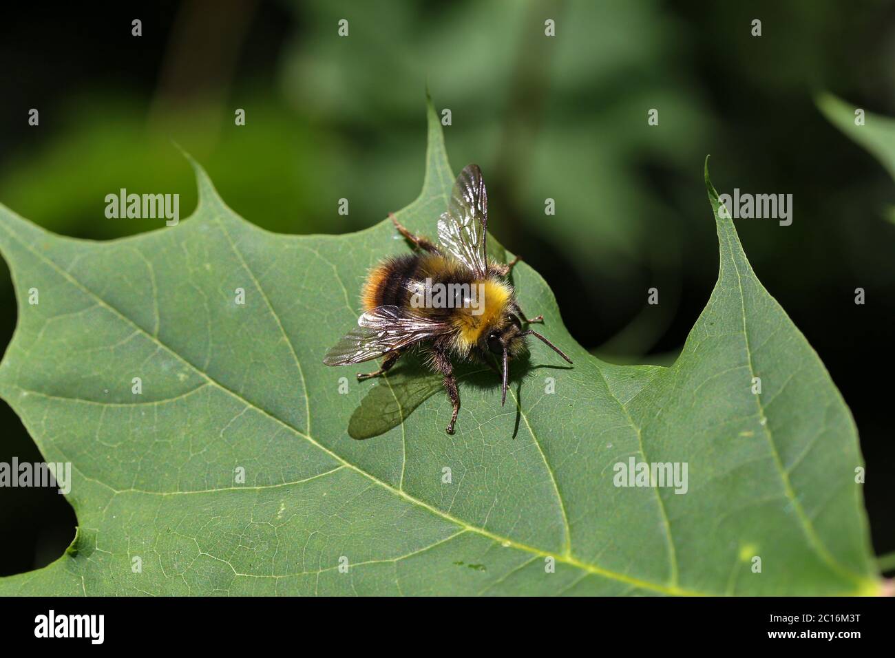 Shaggy bee close up hi-res stock photography and images - Alamy