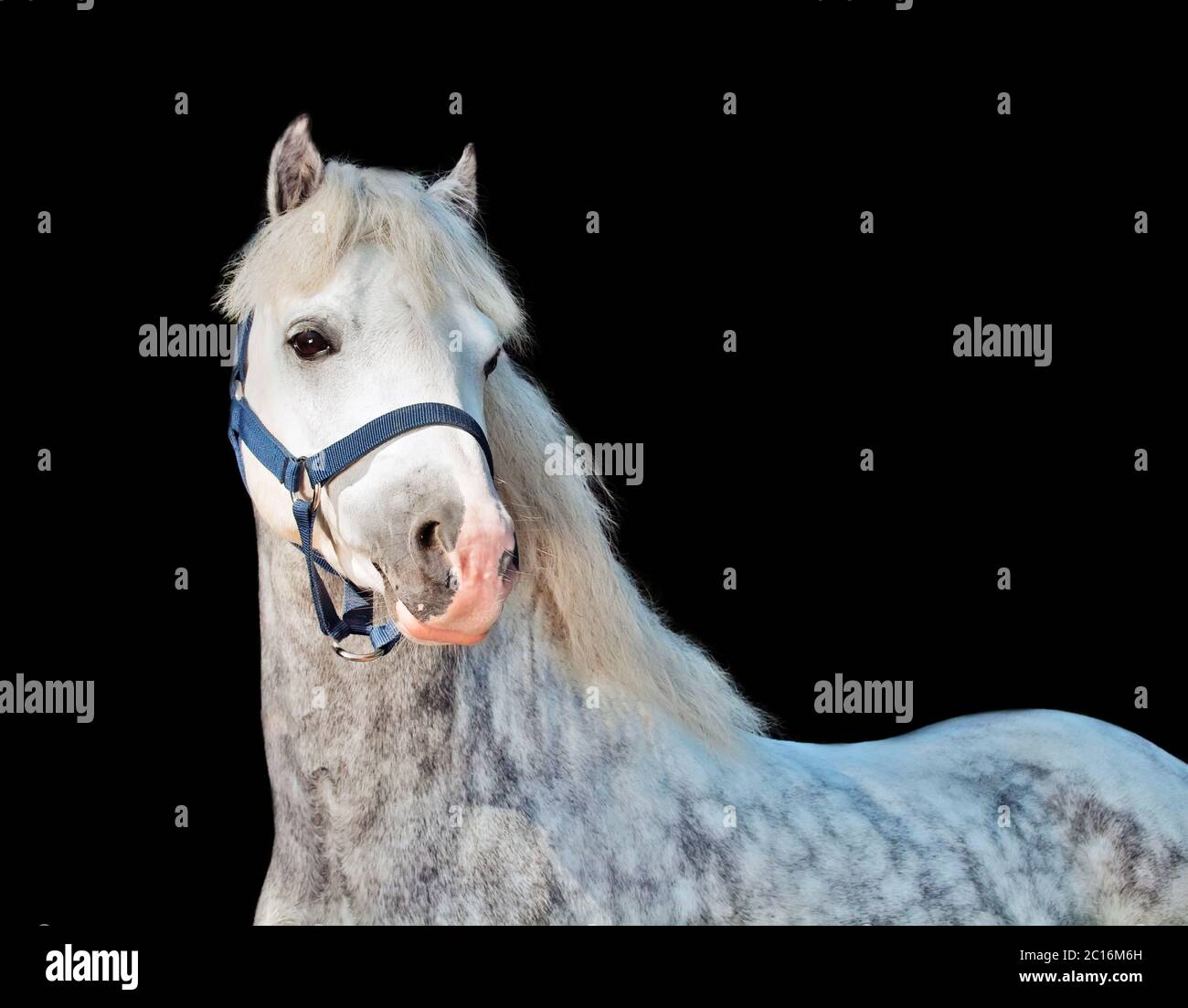 portrait of gray welsh pony at black background Stock Photo - Alamy