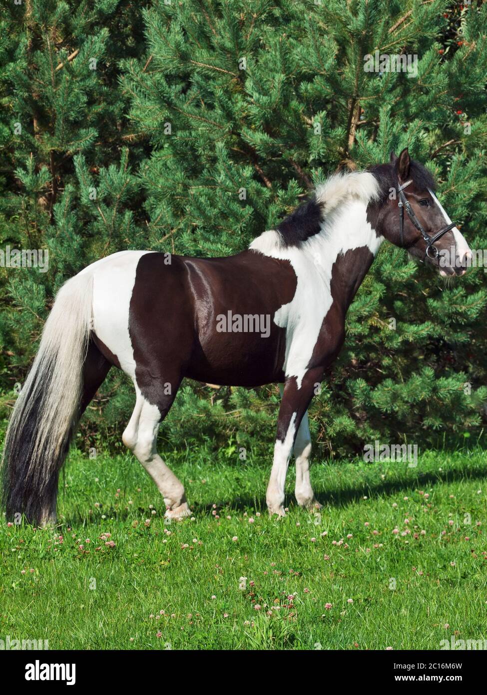 the beautiful paint draft horse Stock Photo - Alamy
