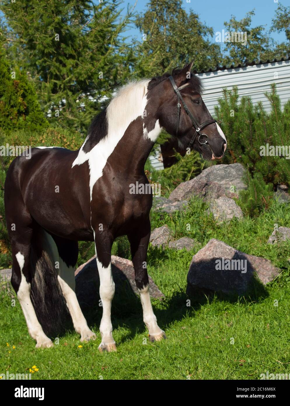 portrait of the beautiful paint draft horse Stock Photo - Alamy