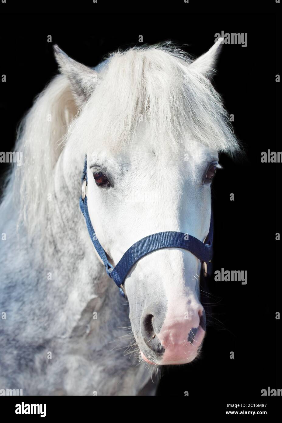 portrait of gray welsh pony at black background Stock Photo - Alamy