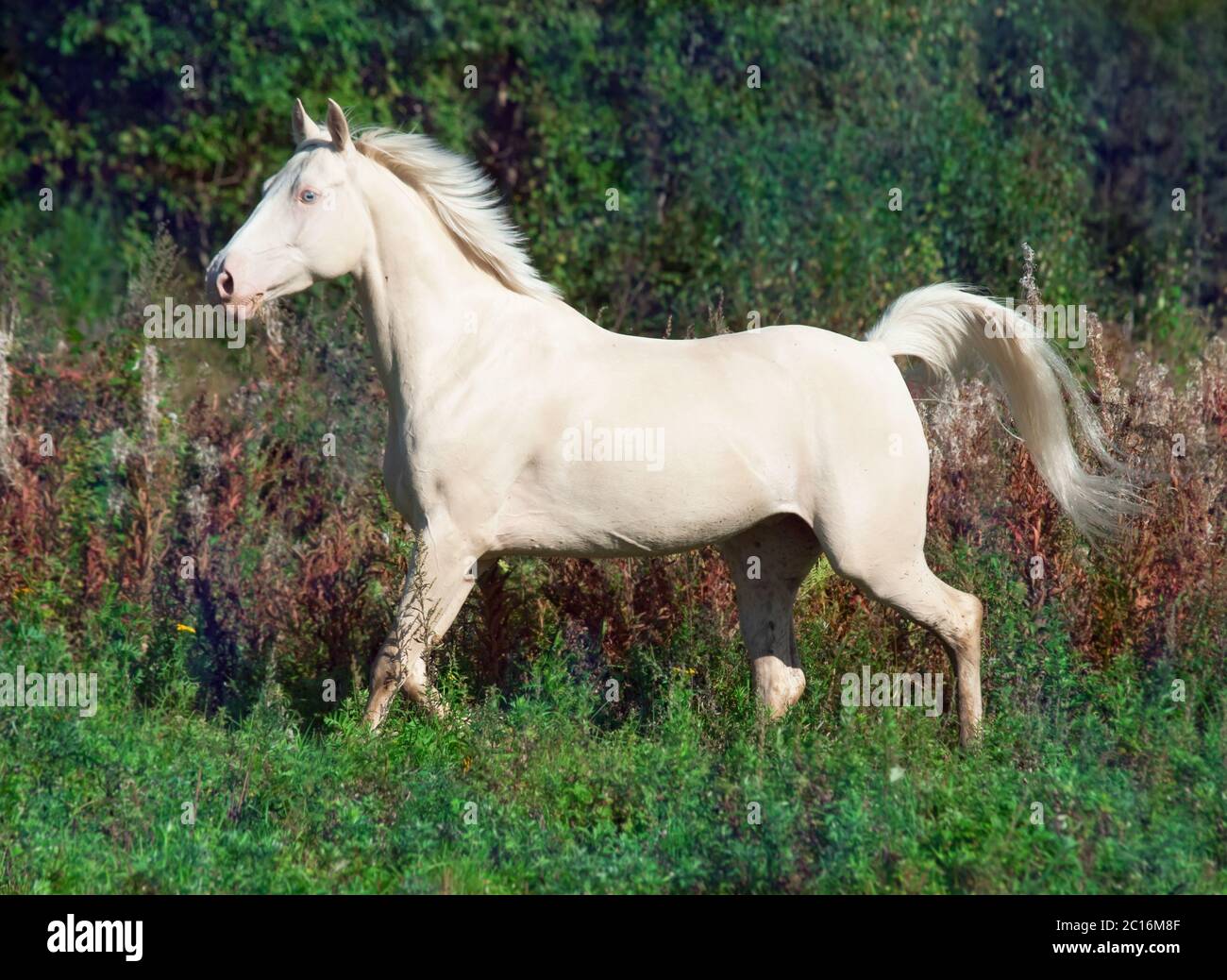 running beautiful palomino horse at freedom Stock Photo - Alamy