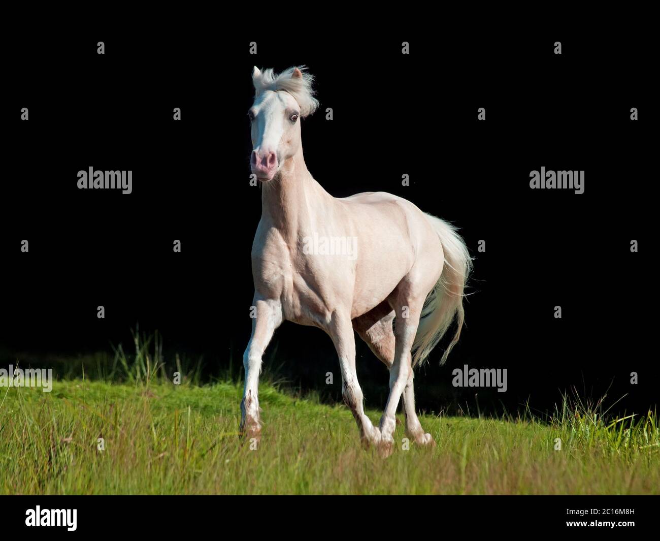 running cream pony at black background Stock Photo - Alamy
