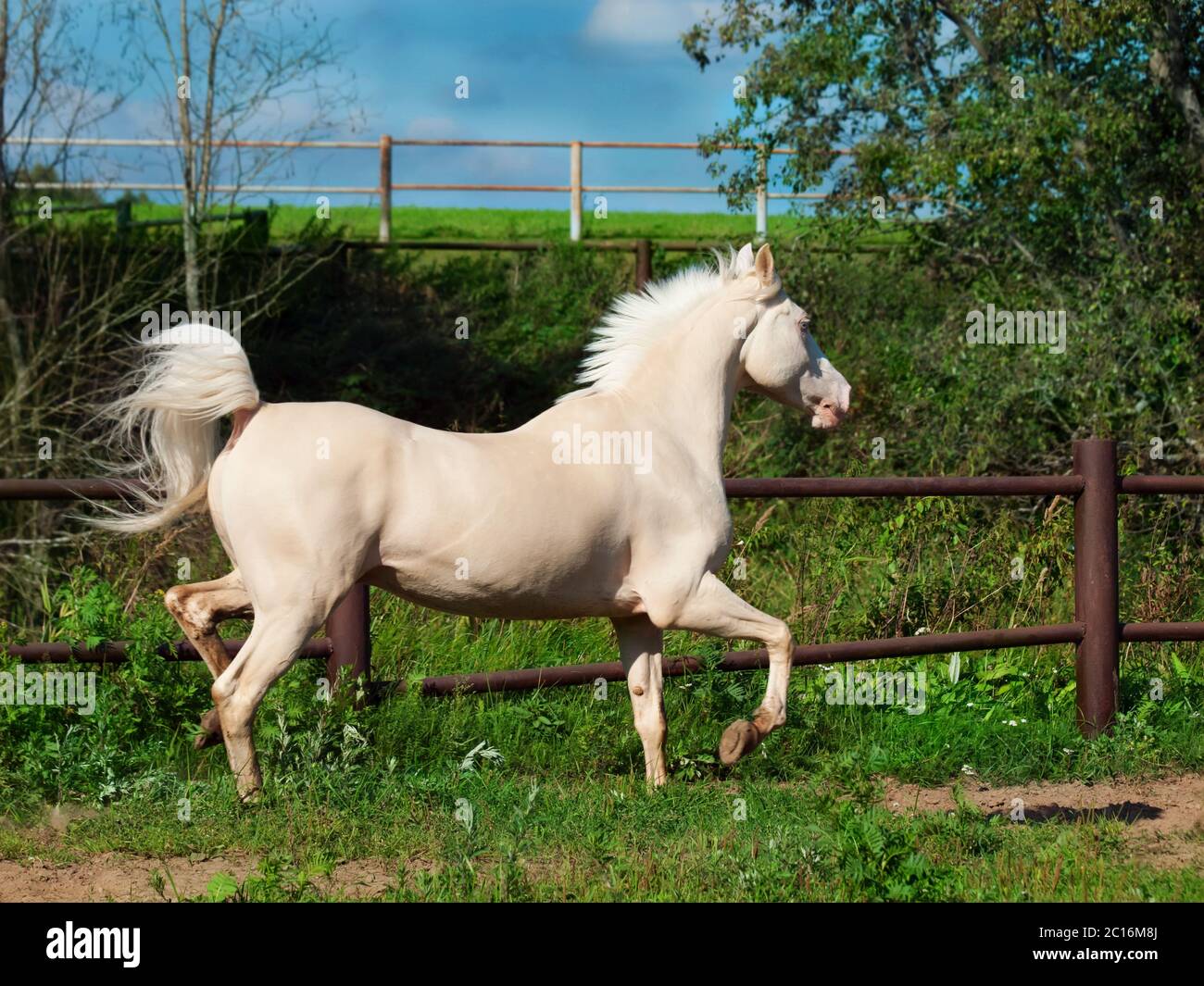 running palomino horse in paddock Stock Photo - Alamy