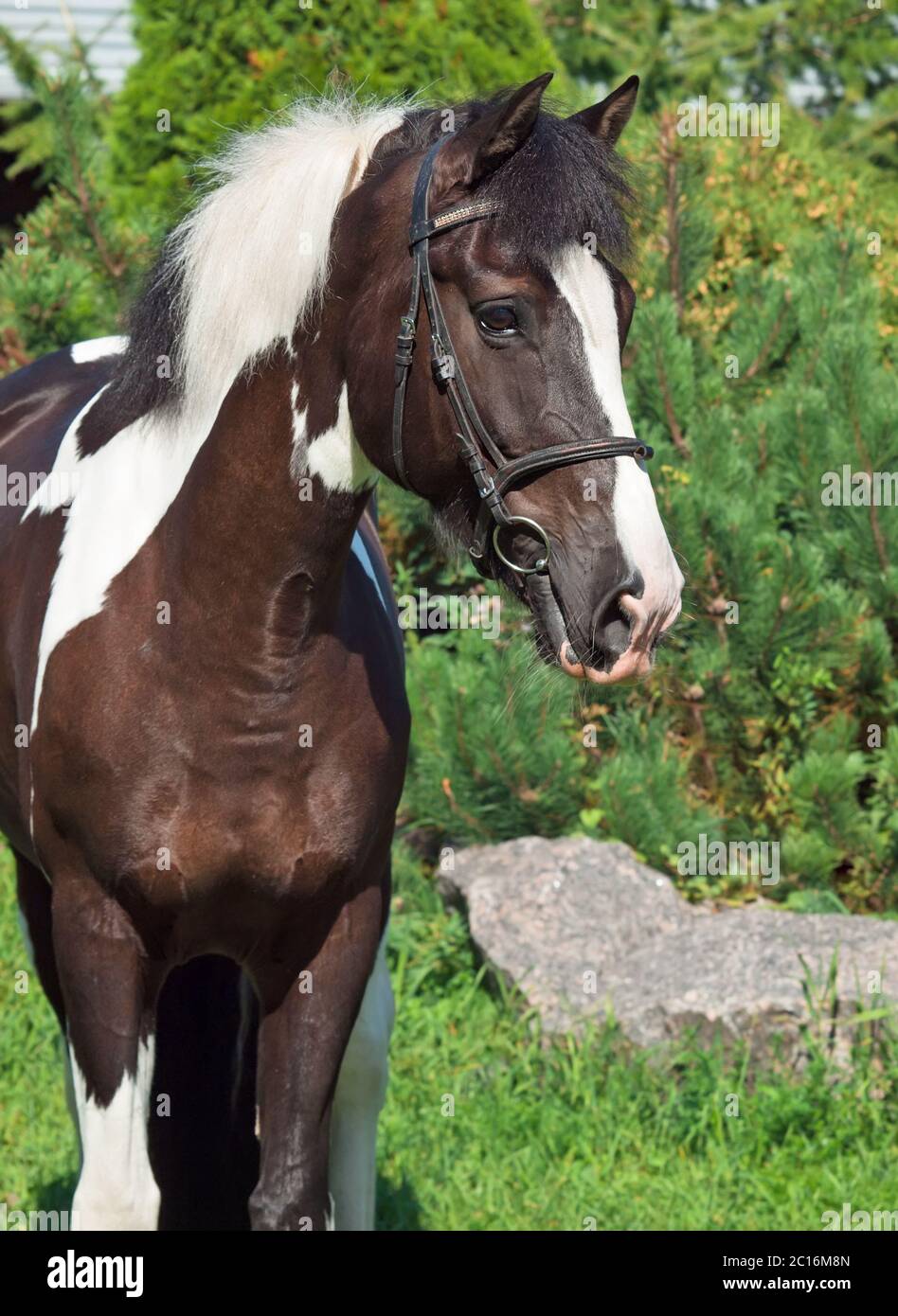 portrait of the beautiful paint draft horse Stock Photo - Alamy