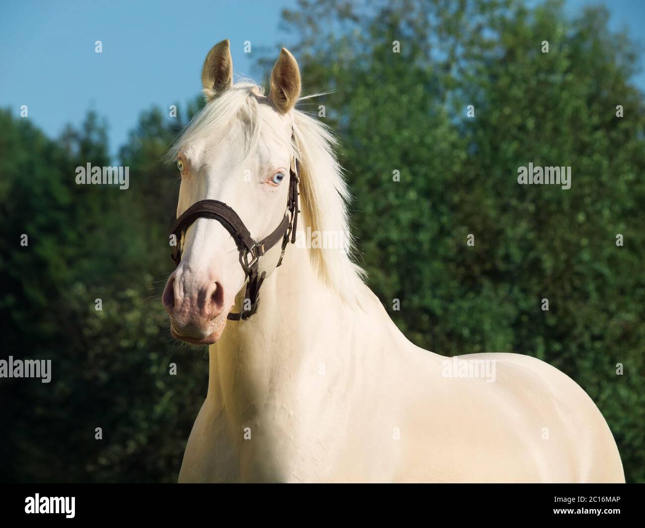 portrait of cream Dutch ride pony Stock Photo - Alamy