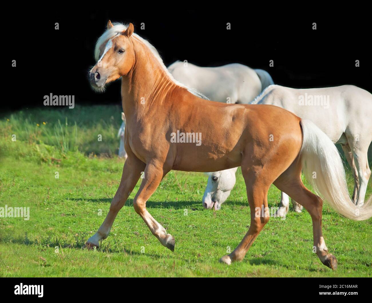 running palomino welsh pony Stock Photo - Alamy