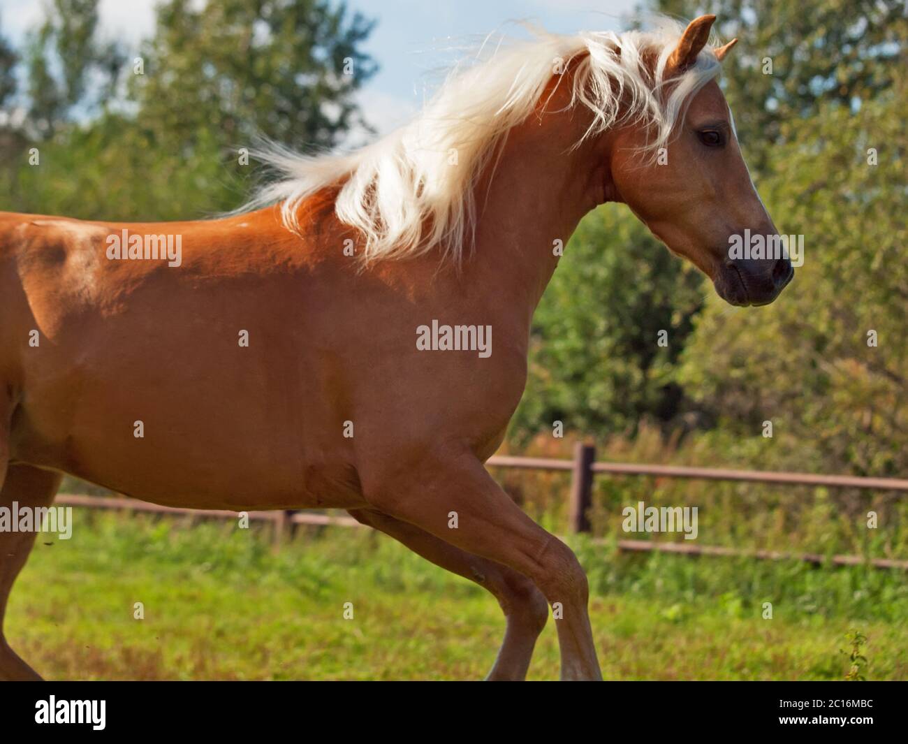 galoping palomino welsh pony Stock Photo - Alamy