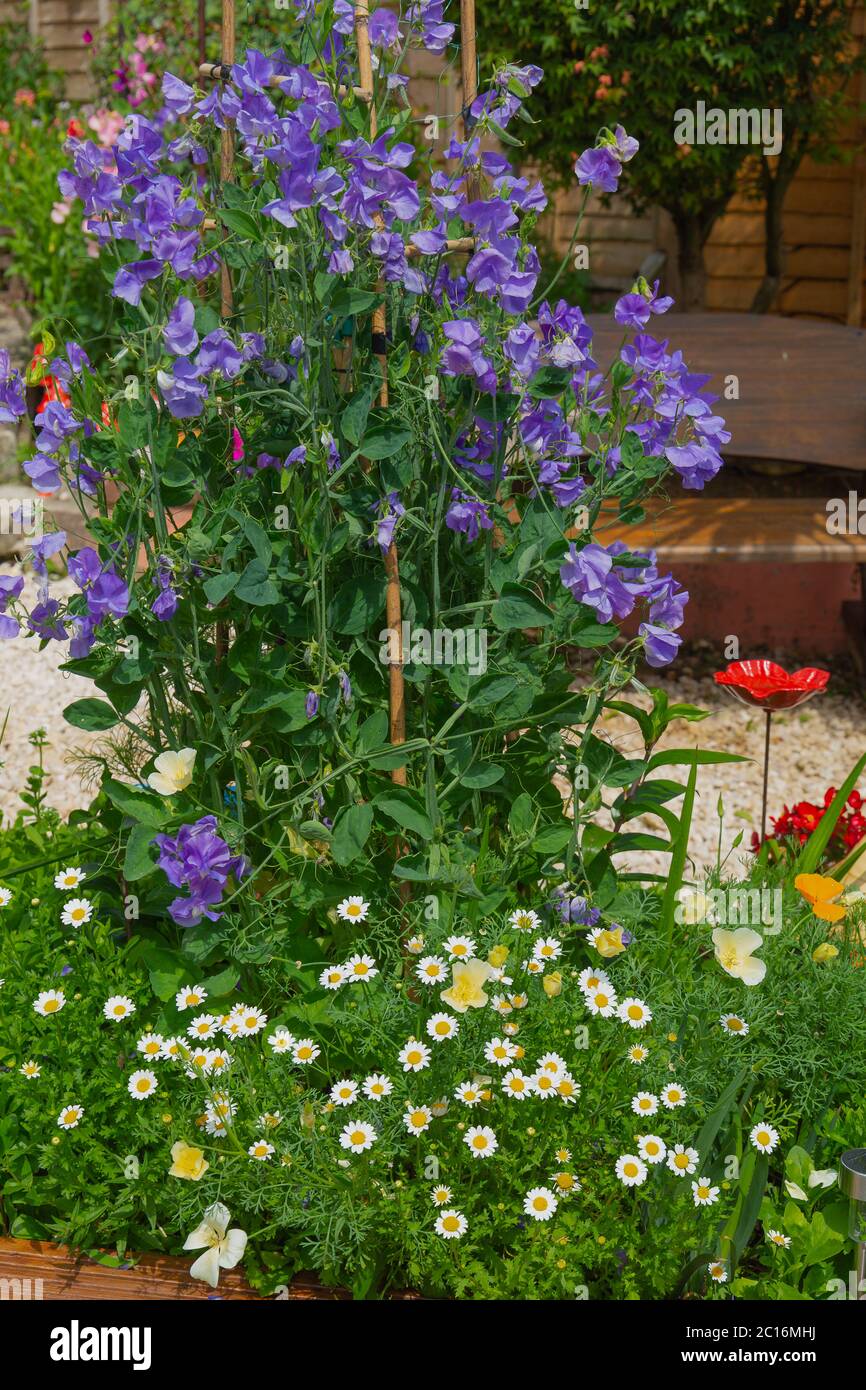 sweet peas in a tower Stock Photo - Alamy