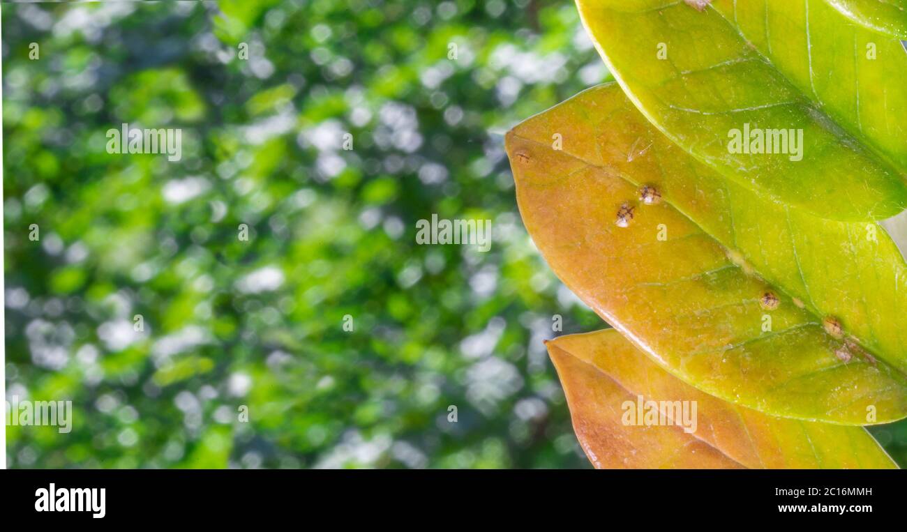 Macrophotography of Diaspididae insects on leaf vessel. Armored scale ...