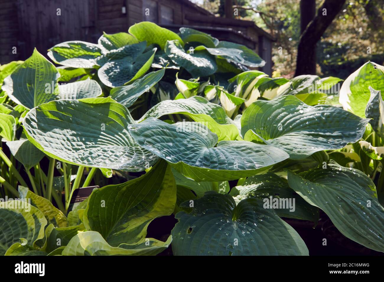 Early June and a close up of large Hosta leaves in the amateur ...