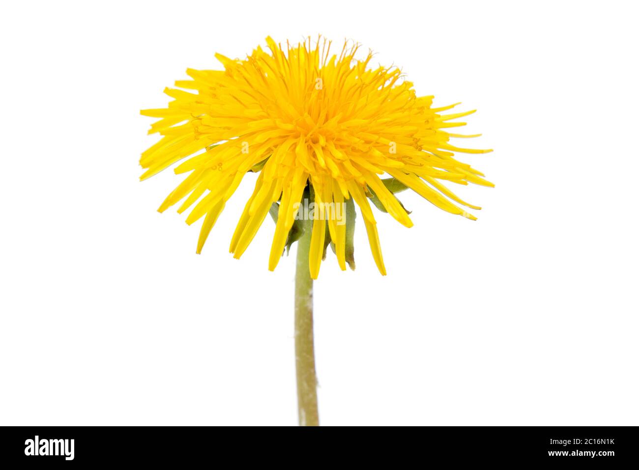 Dandelion development hi-res stock photography and images - Alamy
