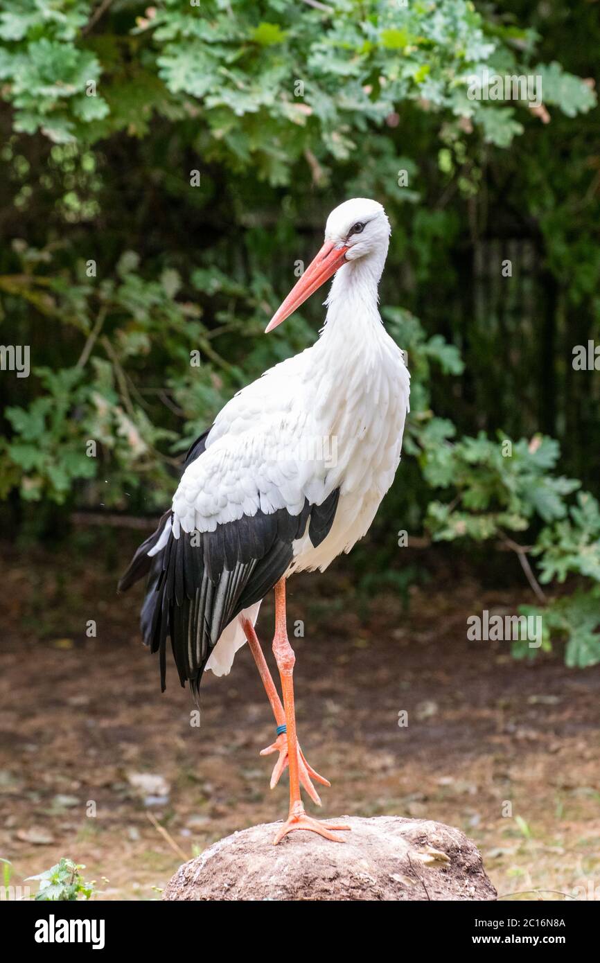 Close up of a stork in an animal park in Germany Stock Photo - Alamy