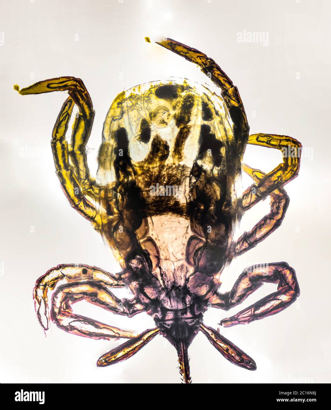 Deer Tick Under Microscope