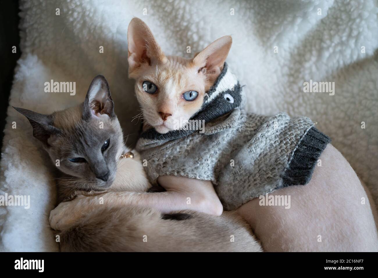 A Siamese and Sphinx cats sitting together one with its paw on the ...